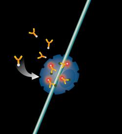 Flow Cytometry Protocol for Staining Intracellular Molecules using ...