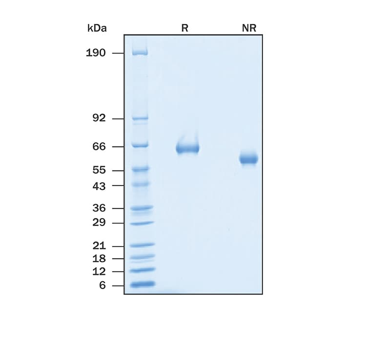 Proteins for Immune Regulation & Cancer Therapy: R&D Systems