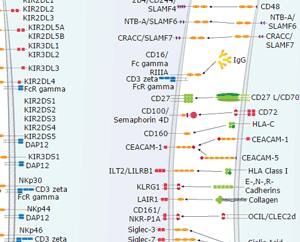 Natural Killer Cells (NK Cells) Research Areas: R&D Systems