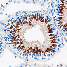 Cell & Tissue Staining Kits: R&D Systems