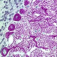 Cell & Tissue Staining Kits: R&D Systems