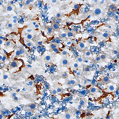 Cell & Tissue Staining Kits: R&D Systems