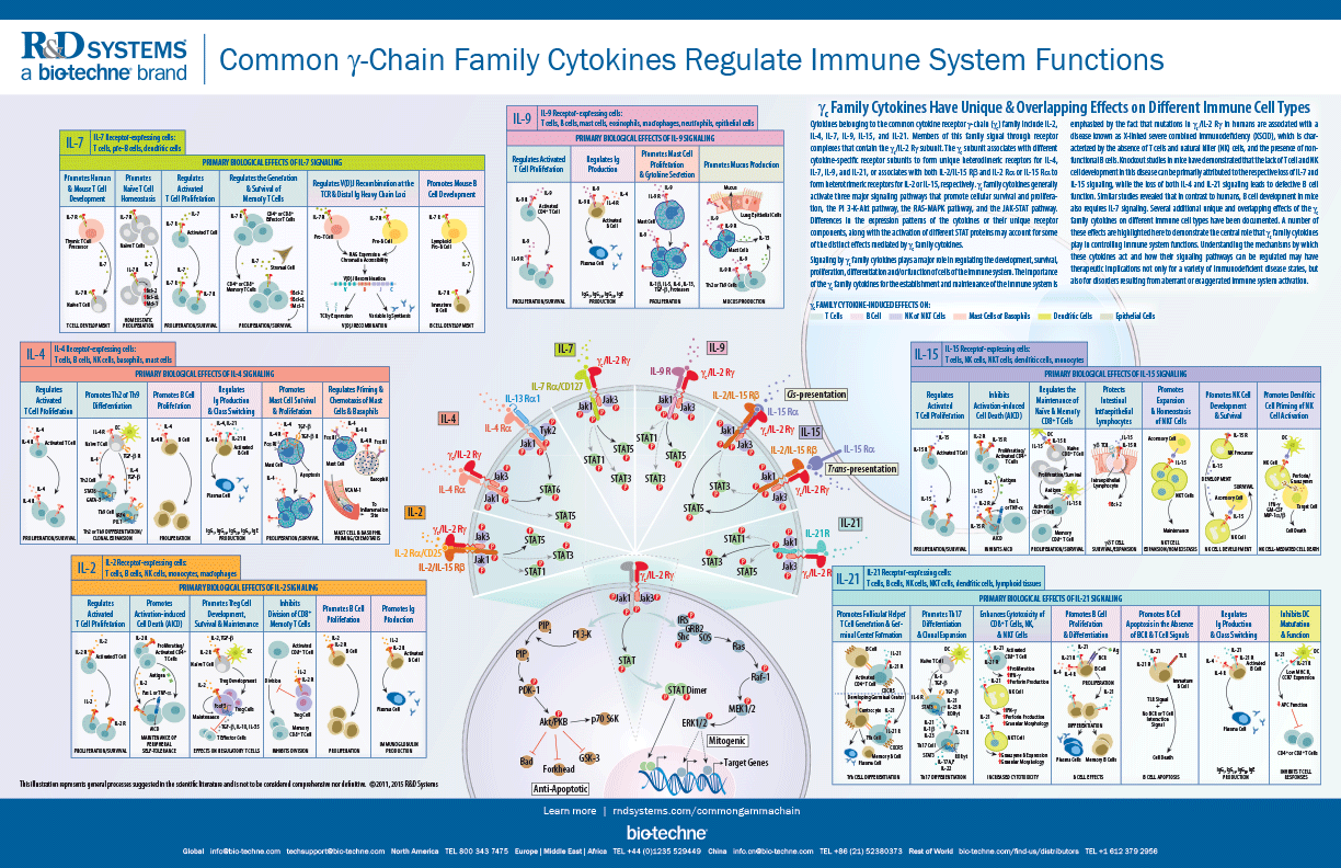 Common Gamma Chain Family Cytokines Play A Pivotal Role In Regulating Common Gamma Chain Family Cytokines Play A Pivotal Role In Regulating