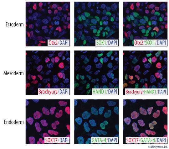 Human Three Germ Layer Kit (SC022): R&D Systems