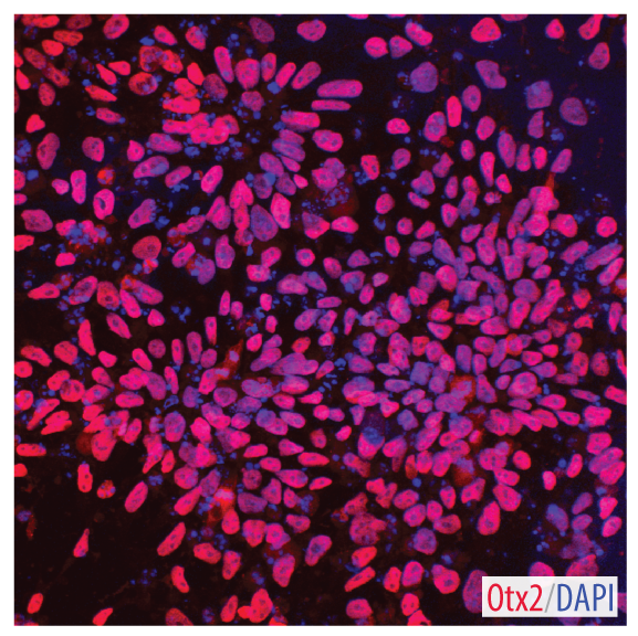 StemXVivo Ectoderm Kit SC031B: R&D Systems